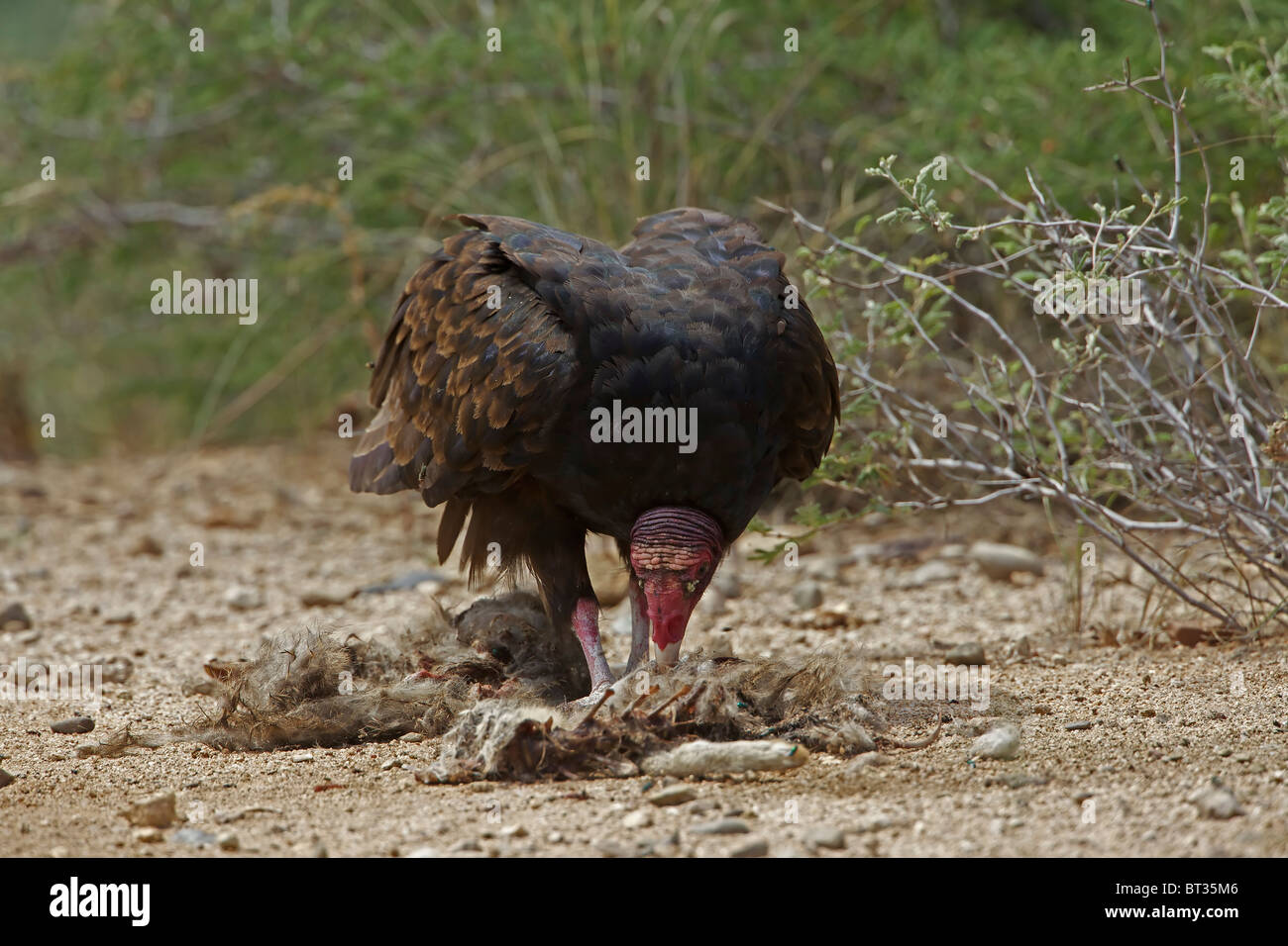 Turkey vultures desert hi-res stock photography and images - Alamy