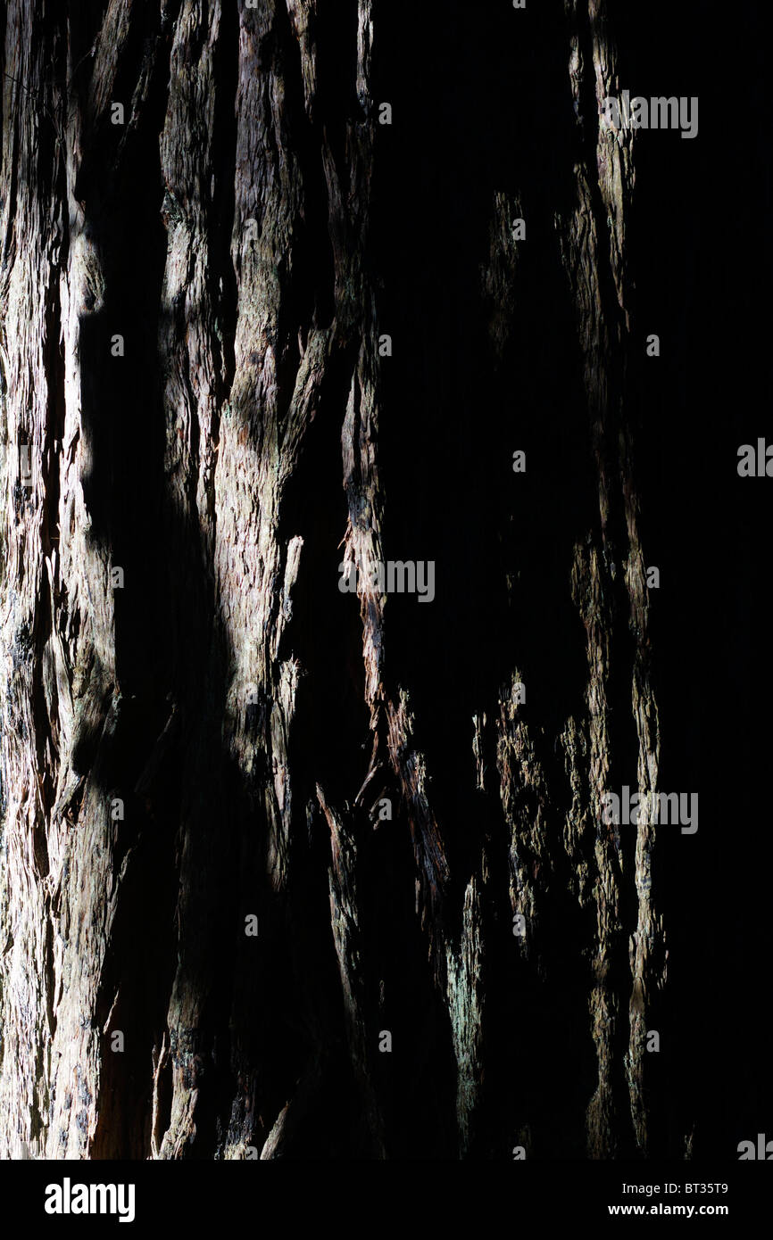 Sunlight on a tree trunk Stock Photo - Alamy