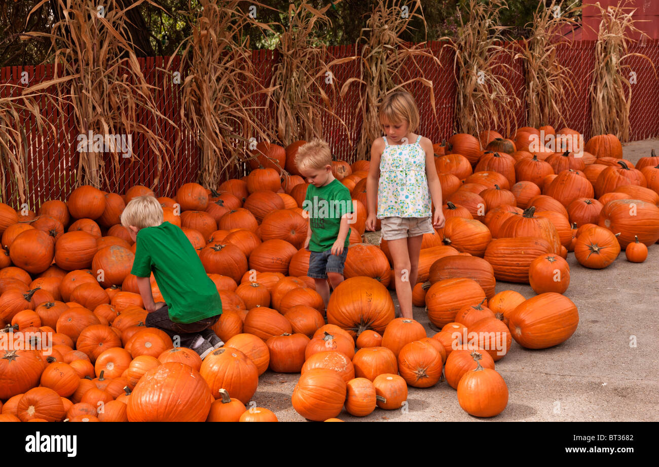 Children looking for a Halloween pumpkin Stock Photo - Alamy