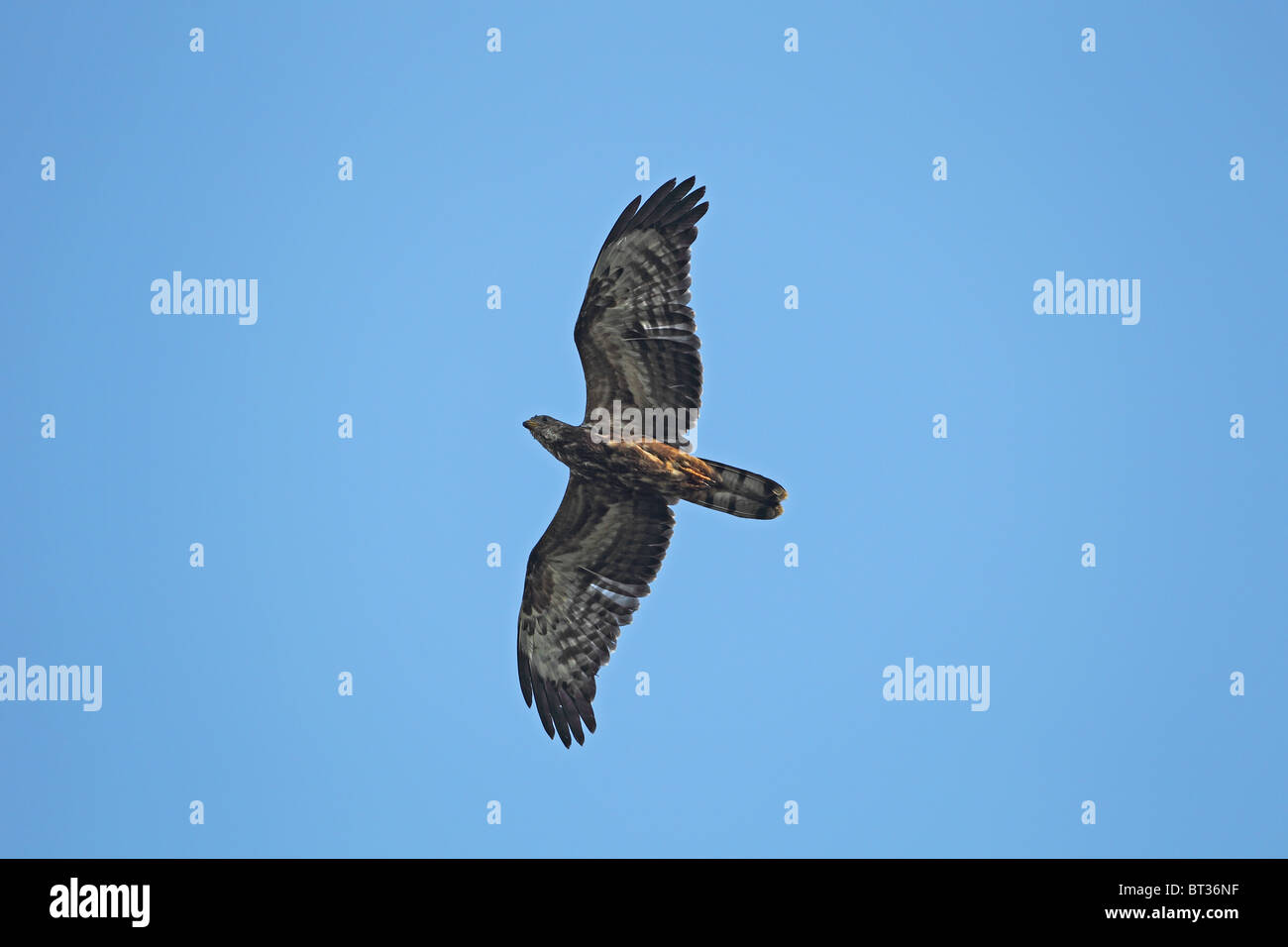 European honey buzzard bees hi-res stock photography and images - Alamy