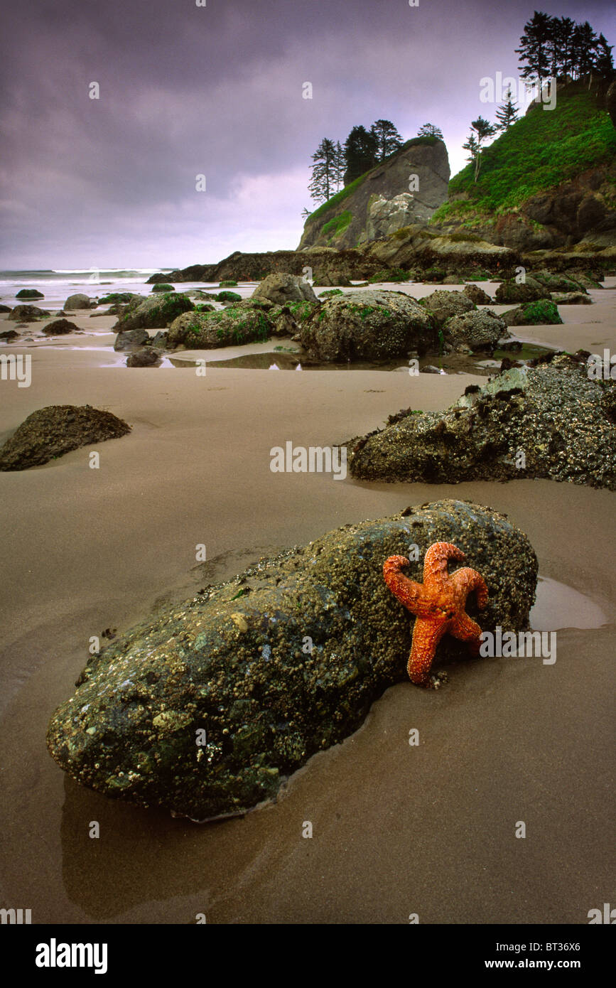 Starfish olympic national park washington hi-res stock photography and ...