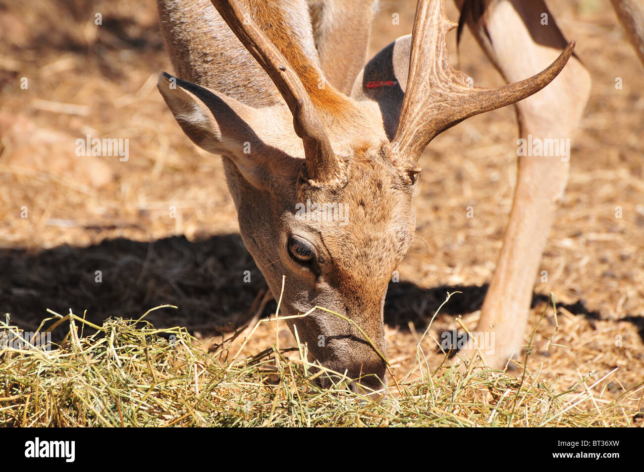 Israel, Carmel Mountains, Male Persian Fallow Deer (Dama dama ...