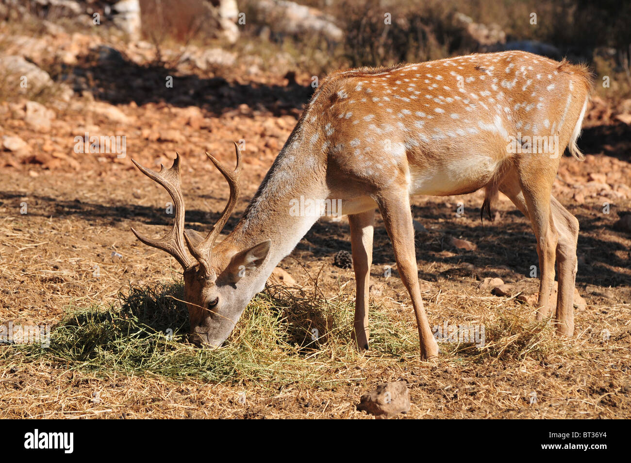Israel, Carmel Mountains, Male Persian Fallow Deer (Dama dama ...