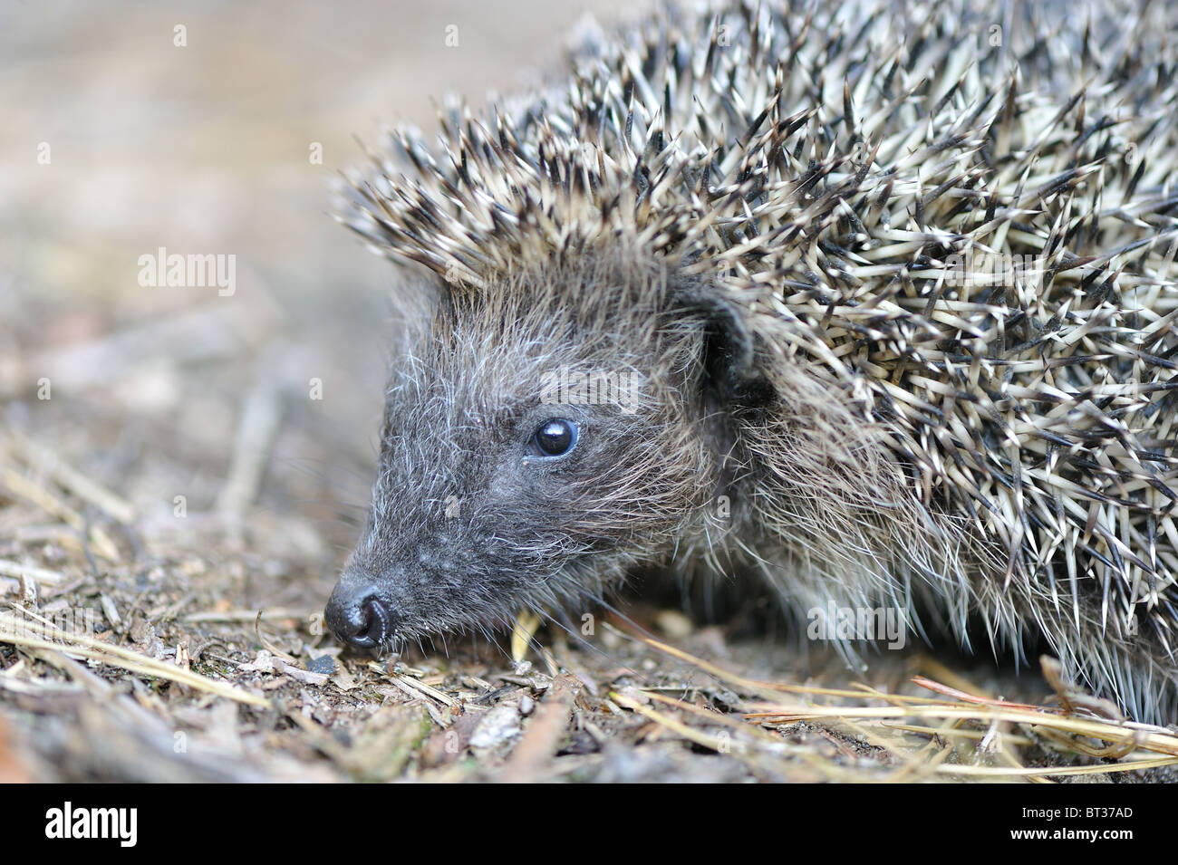 Western European hedgehog (Erinaceus europaeus) - portrait Stock Photo ...