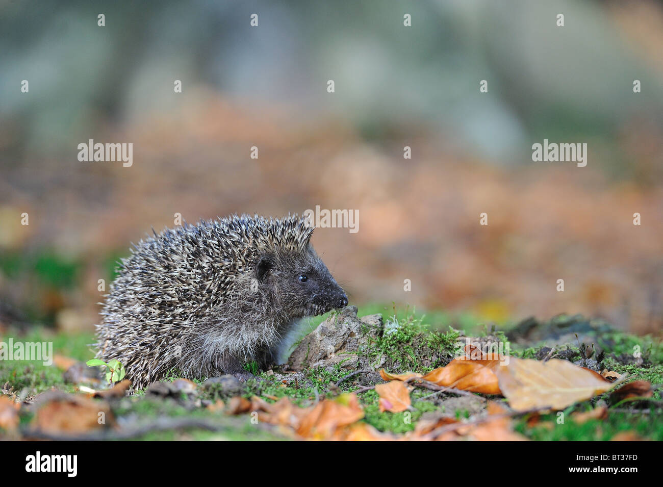Western European hedgehog (Erinaceus europaeus) looking for food in a ...