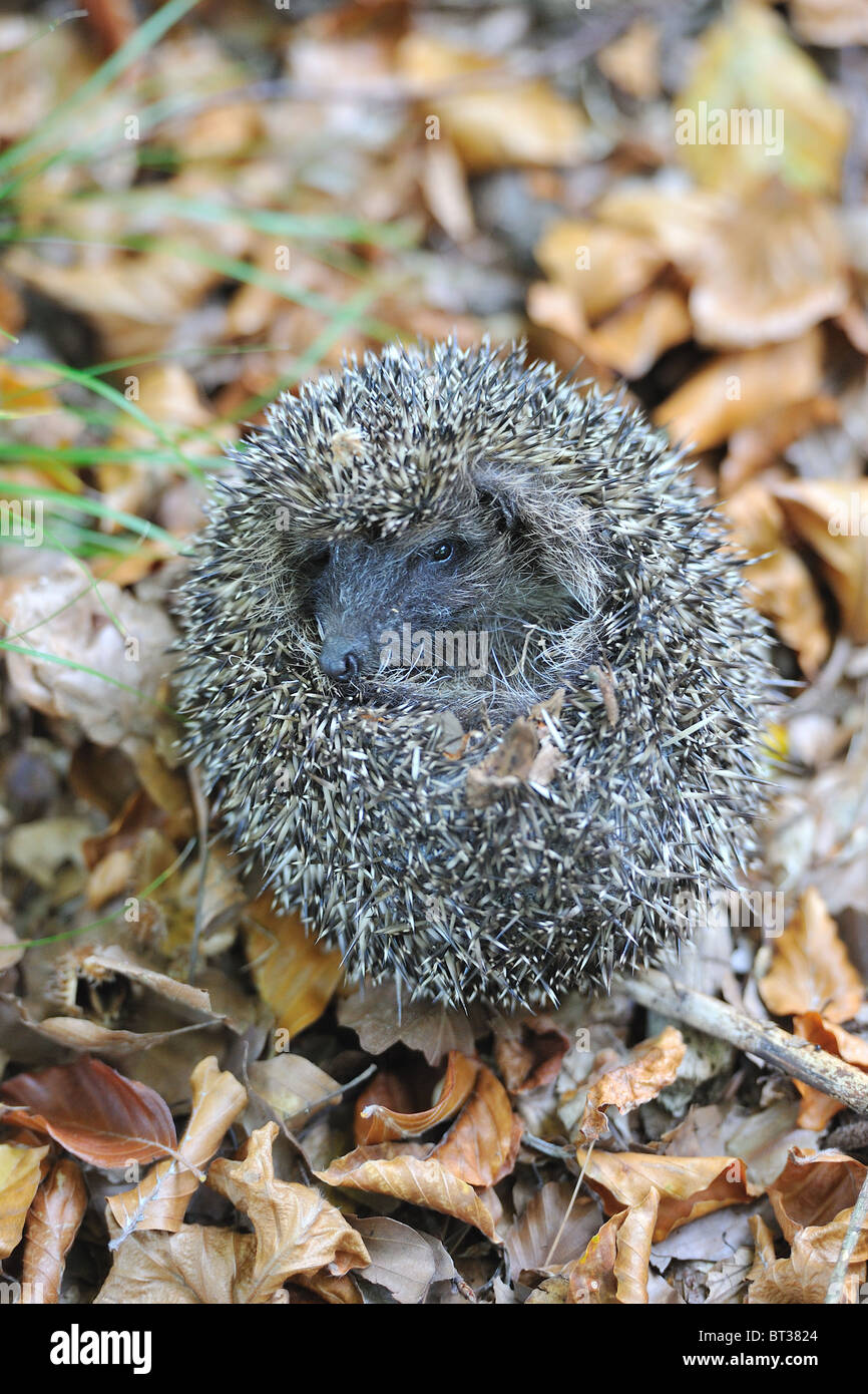Western European hedgehog (Erinaceus europaeus) unrolling itself Stock ...