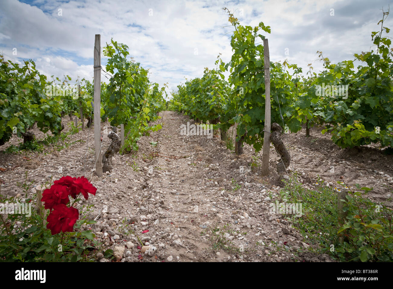 Vineyard Rose High Resolution Stock Photography and Images - Alamy