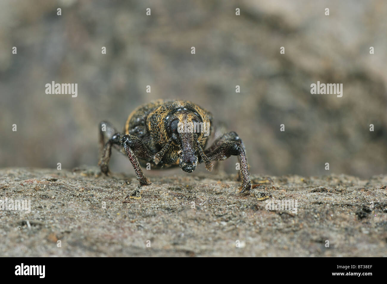 Large pine weevil (Hylobius (Callirus) abietis) on the bark of a dead ...