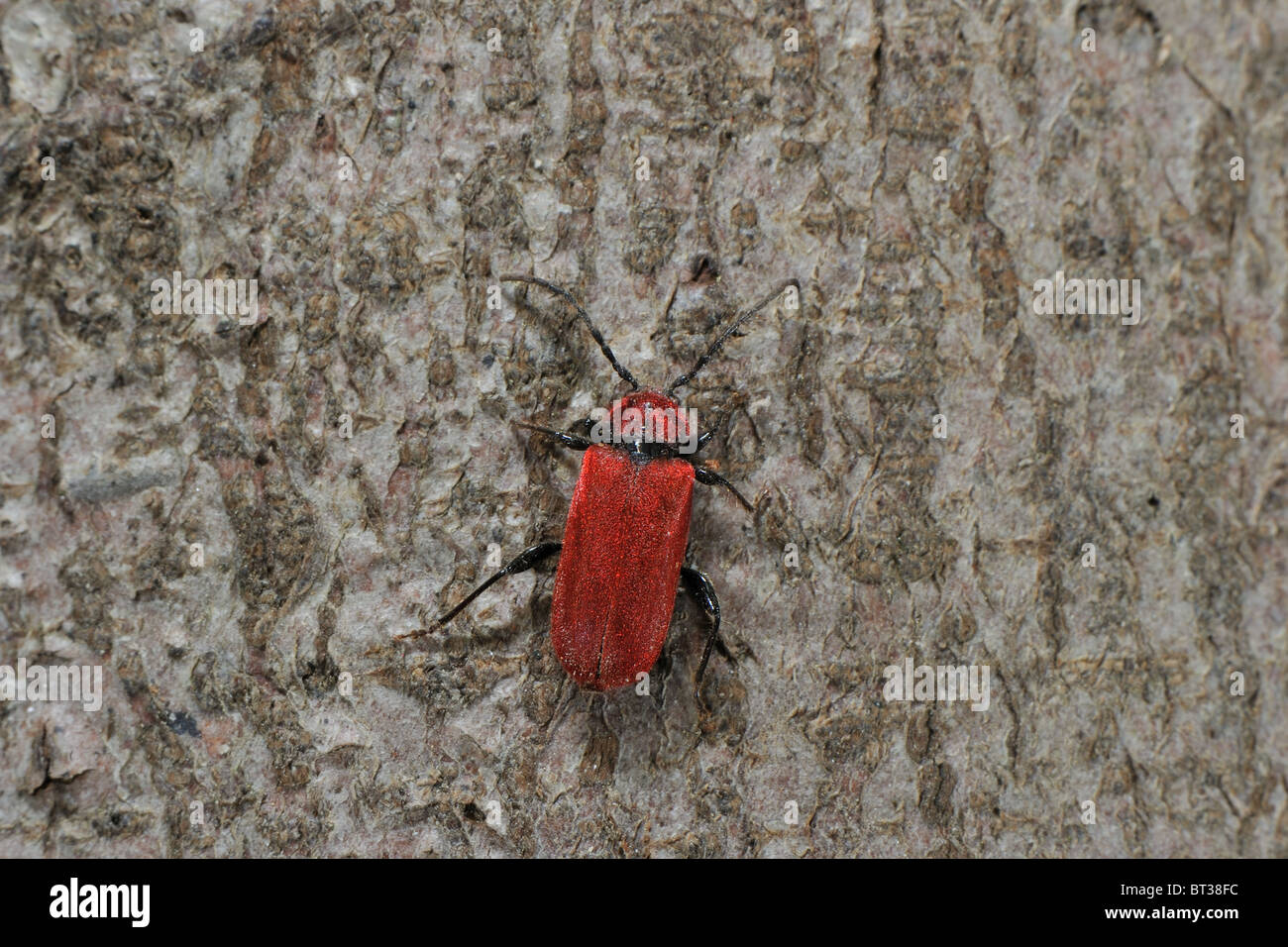 Pyrrhydium sanguineum longhorn beetle (Pyrrhidium sanguineum) bark ...