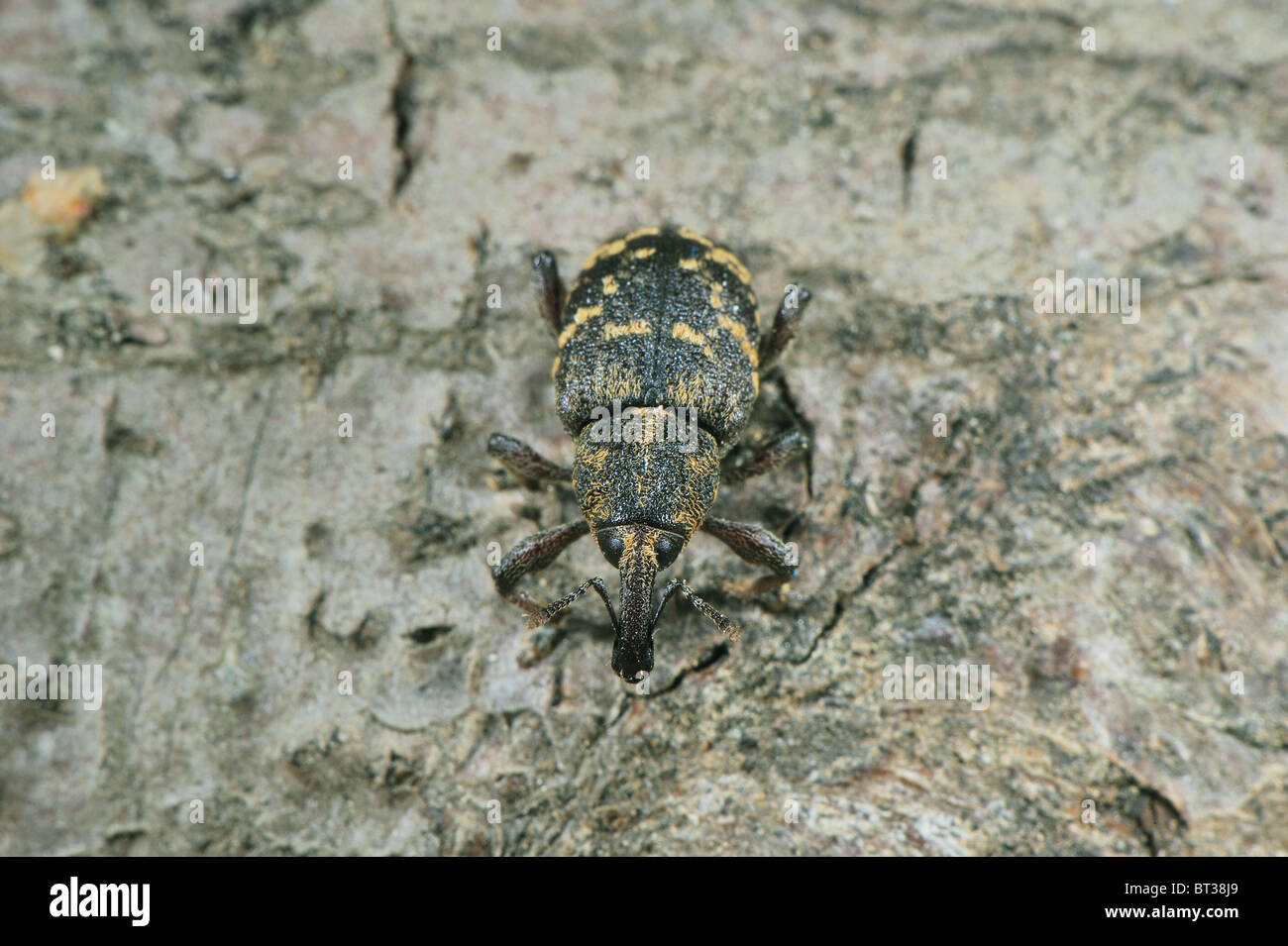 Large pine weevil (Hylobius (Callirus) abietis) on the bark of a dead ...
