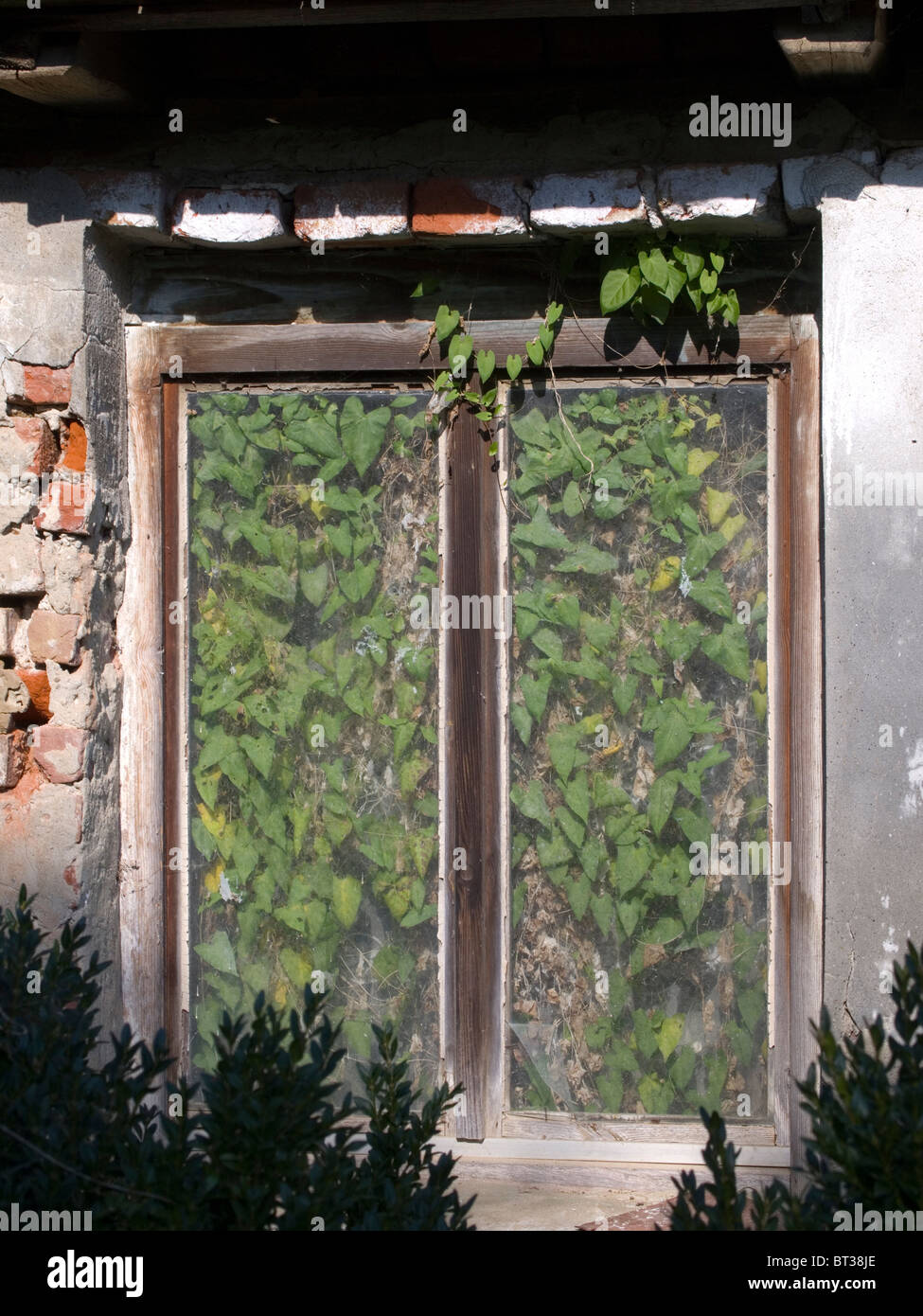 Window with foliage Stock Photo - Alamy
