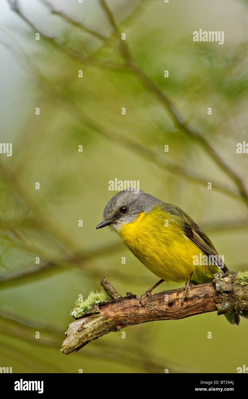 Robin eastern yellow hi-res stock photography and images - Alamy