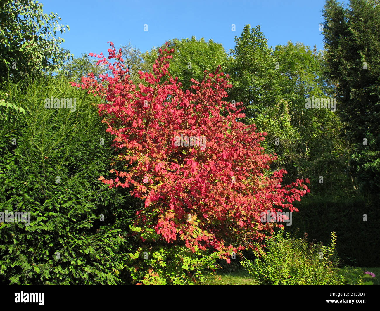Winged burning bush (Euonymus alatus) in Autumn in a garden Stock Photo ...