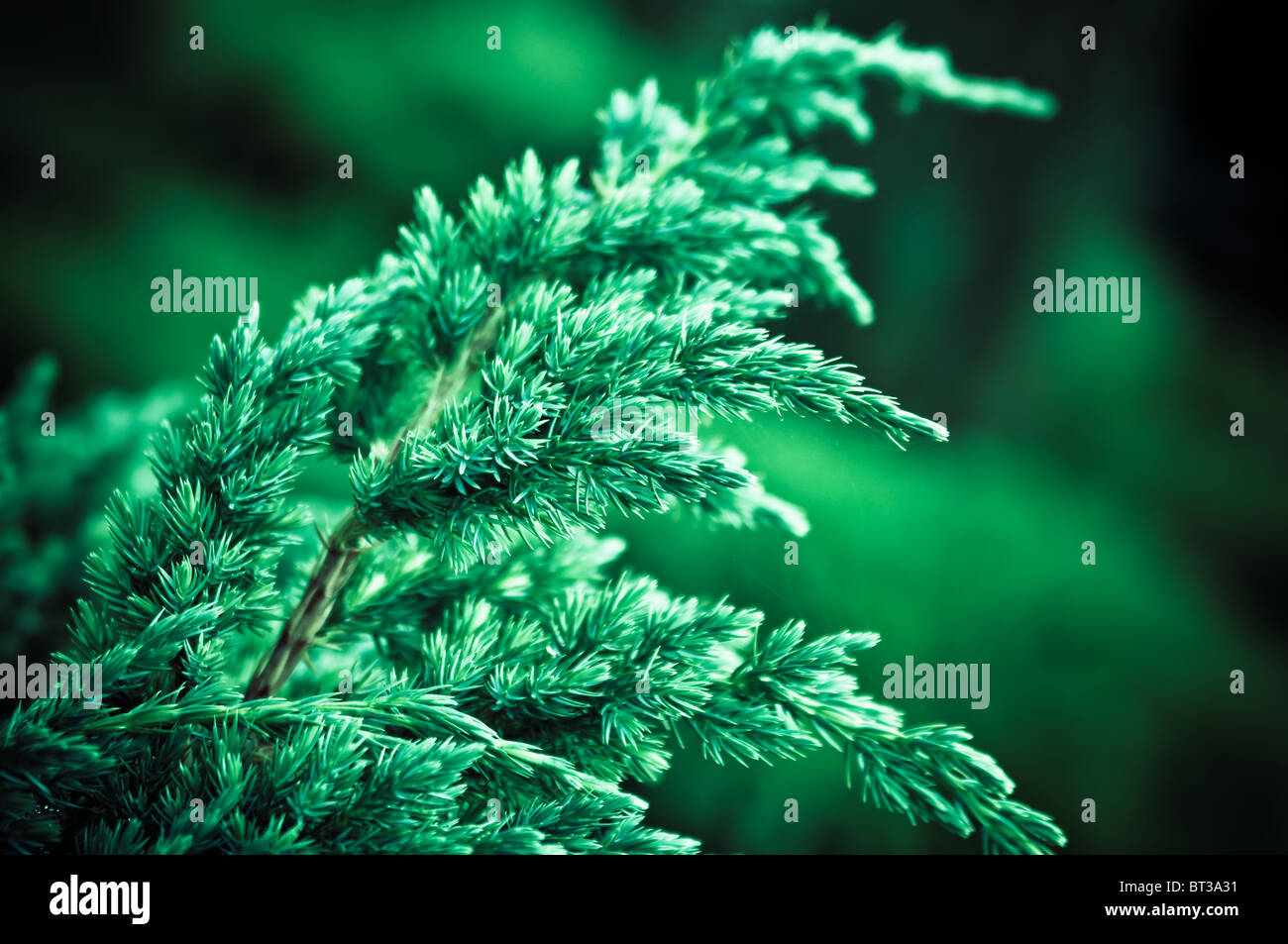juniper branch closeup Stock Photo - Alamy