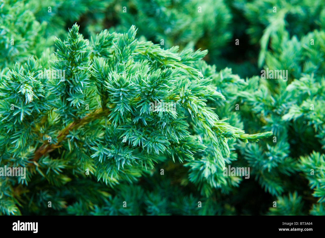 juniper branch closeup Stock Photo - Alamy