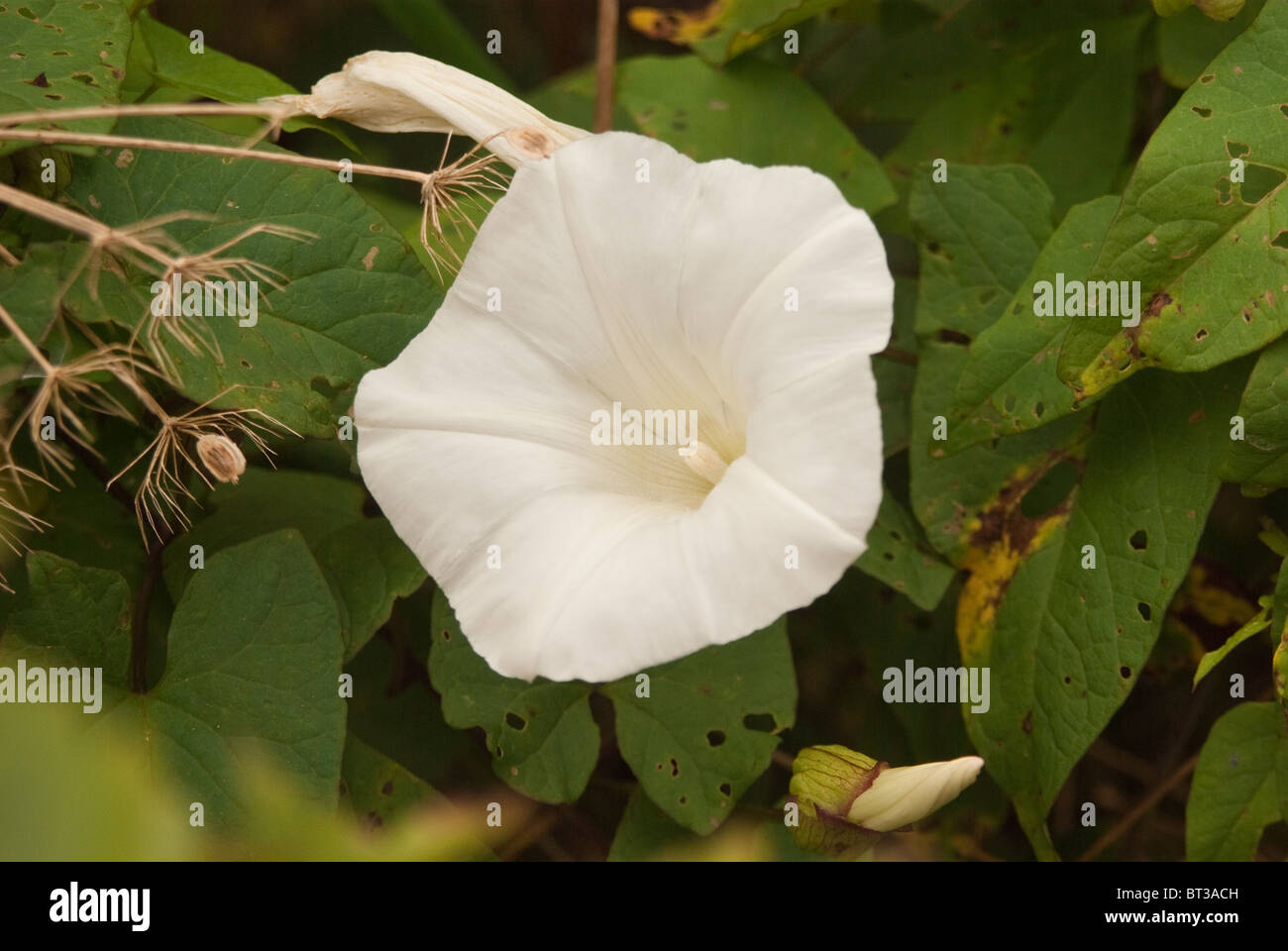Enlarged flower hi-res stock photography and images - Alamy