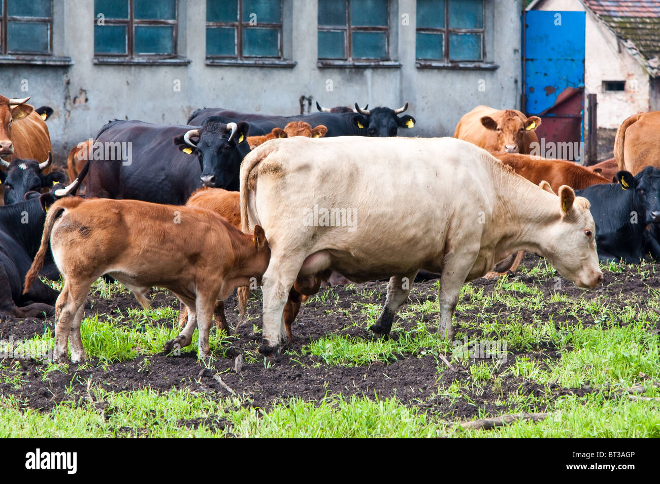 calf and cows on dairy farm Stock Photo - Alamy