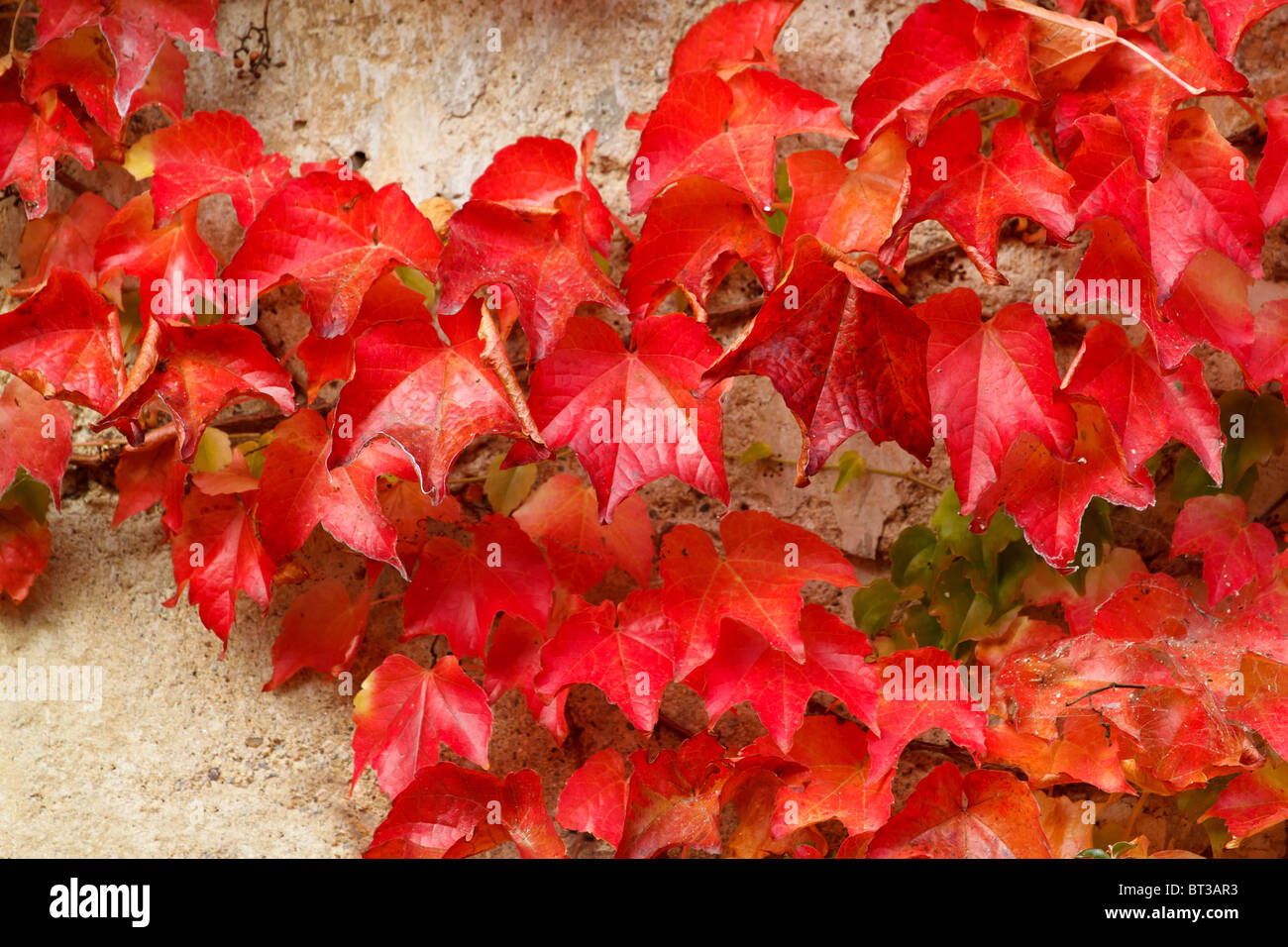 Autumn red colored leaves on stone wall Stock Photo - Alamy