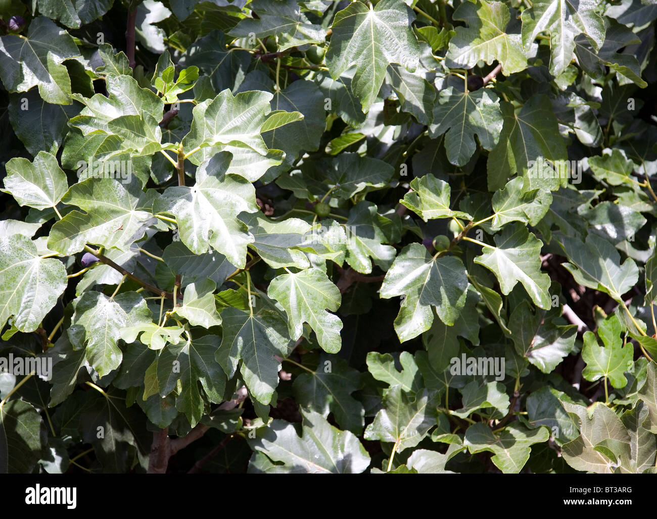 Figs fig tree hi-res stock photography and images - Alamy