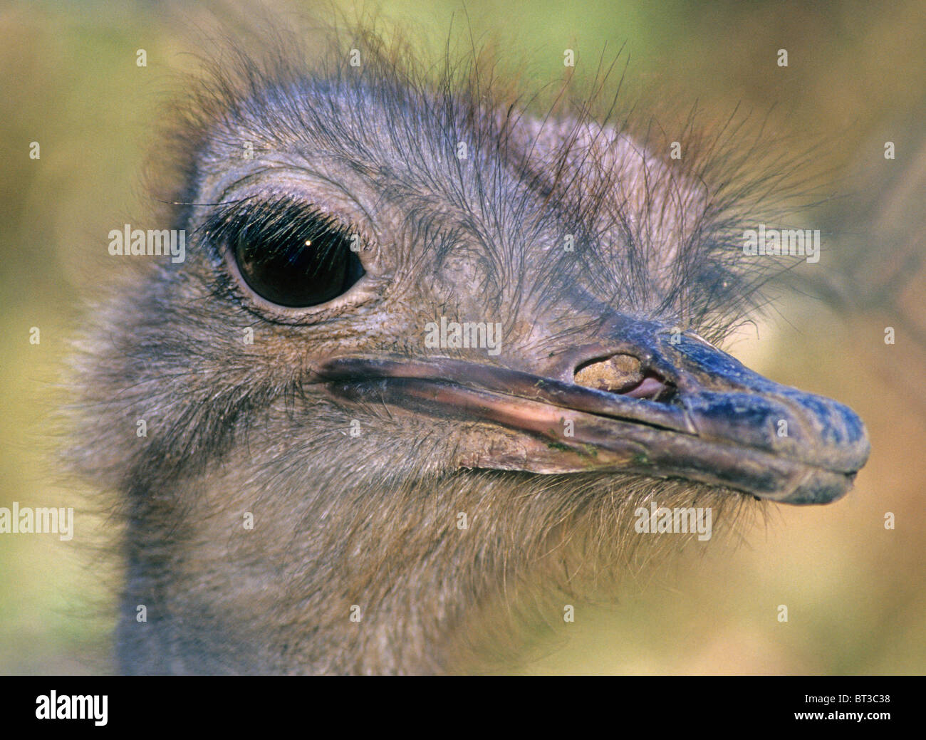 Ostrich face hi-res stock photography and images - Alamy
