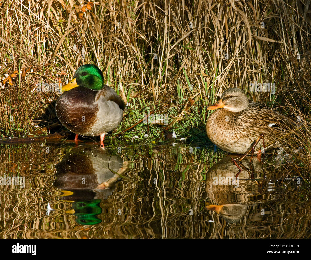 Pair of Mallards Stock Photo - Alamy