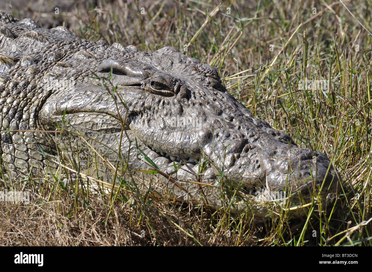 Crocodile resting in Chobe reserve in Botswana Stock Photo - Alamy