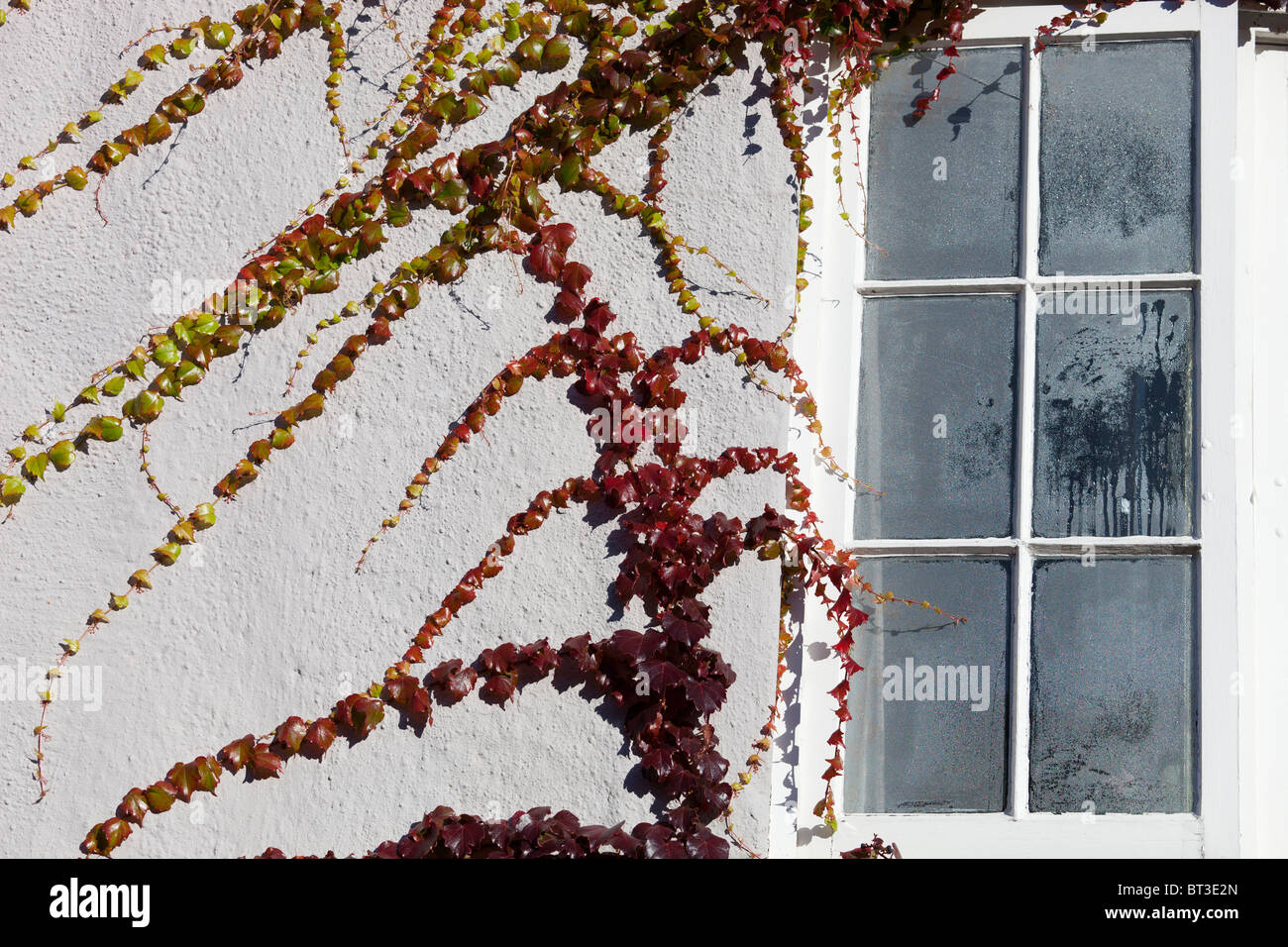 Woody tendrils hi-res stock photography and images - Alamy
