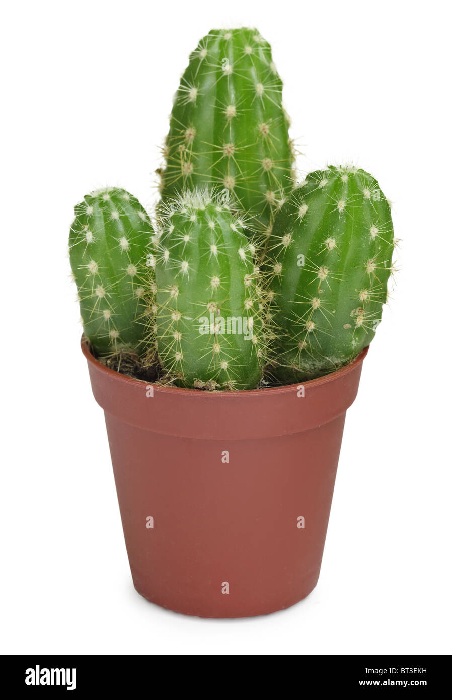 Four of a cactus in a pot isolated on white background Stock Photo - Alamy