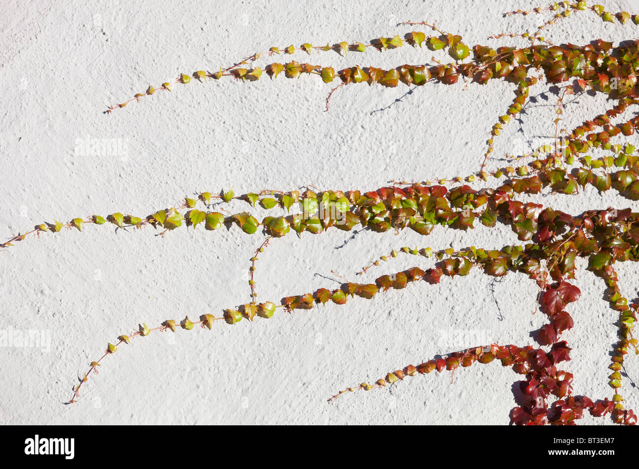 Woody tendrils hi-res stock photography and images - Alamy