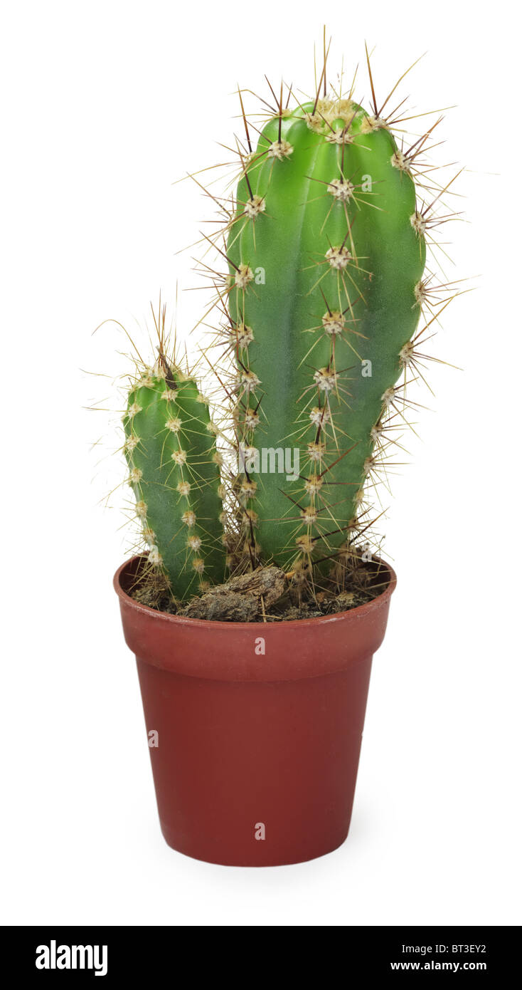 Two small cactus in a pot isolated on white background Stock Photo - Alamy