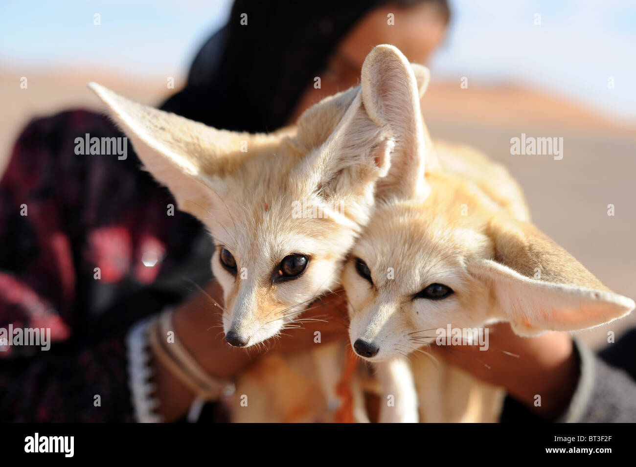 Berber girl holding two white desert fox cubs on the edge of the Sahara ...