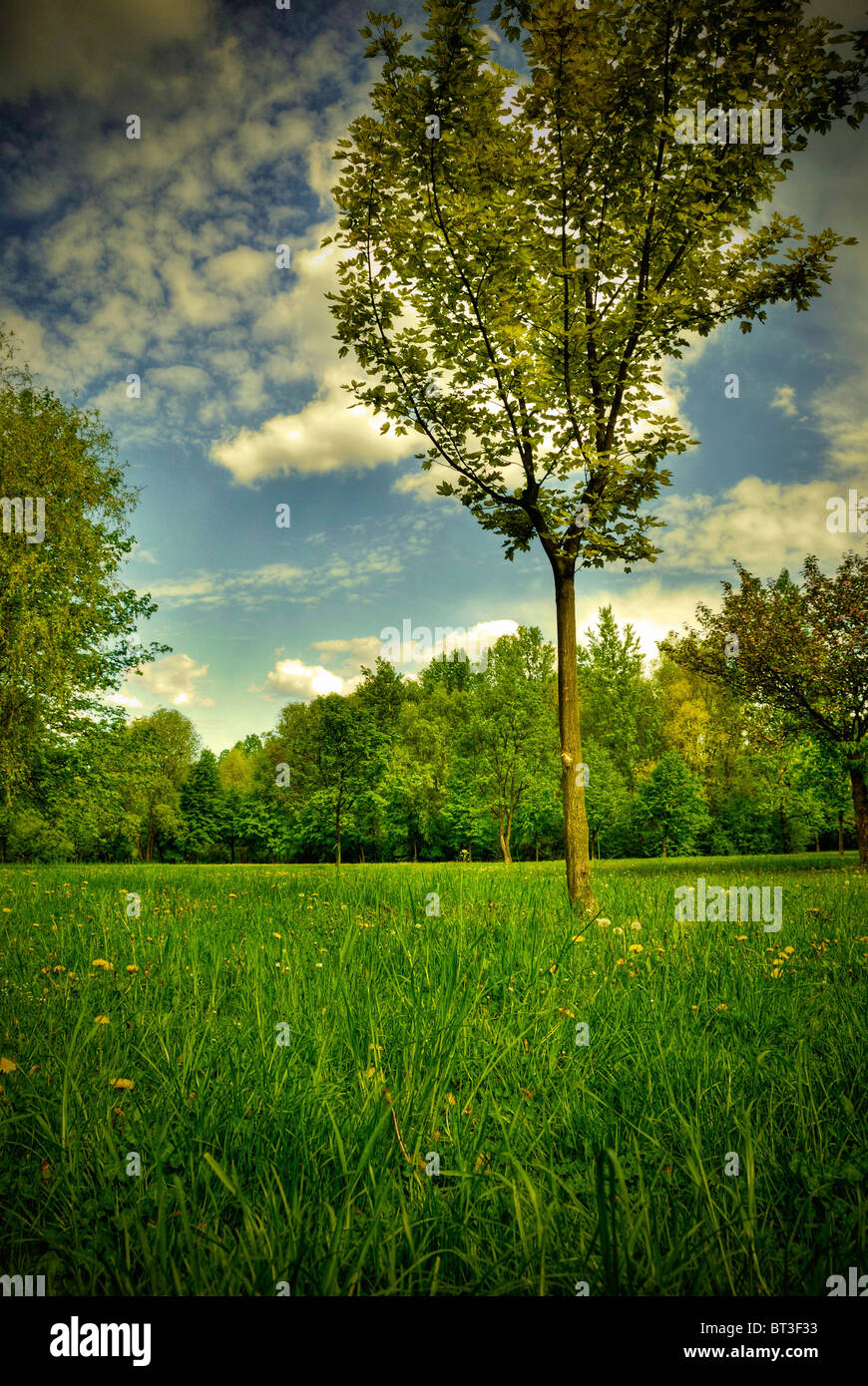 Idyllic trees hi-res stock photography and images - Alamy