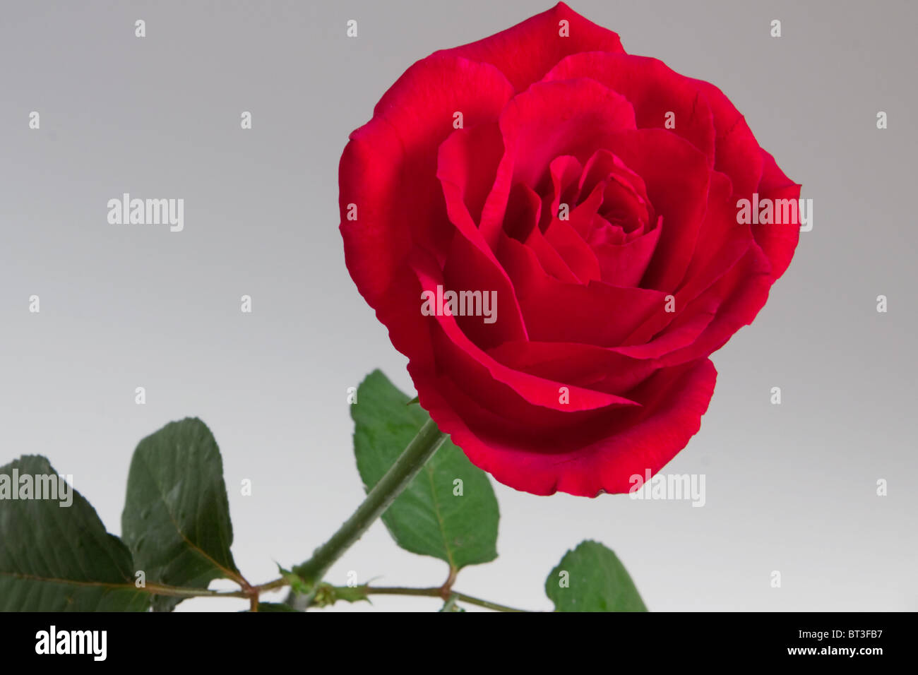 Rose stem hi-res stock photography and images - Alamy