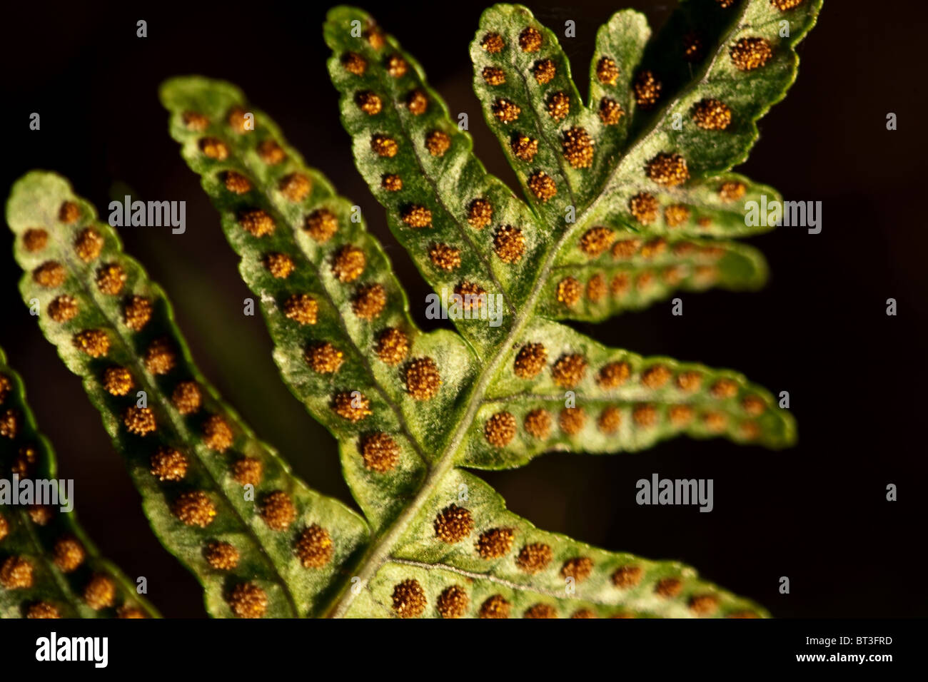 Rygge High Resolution Stock Photography and Images - Alamy