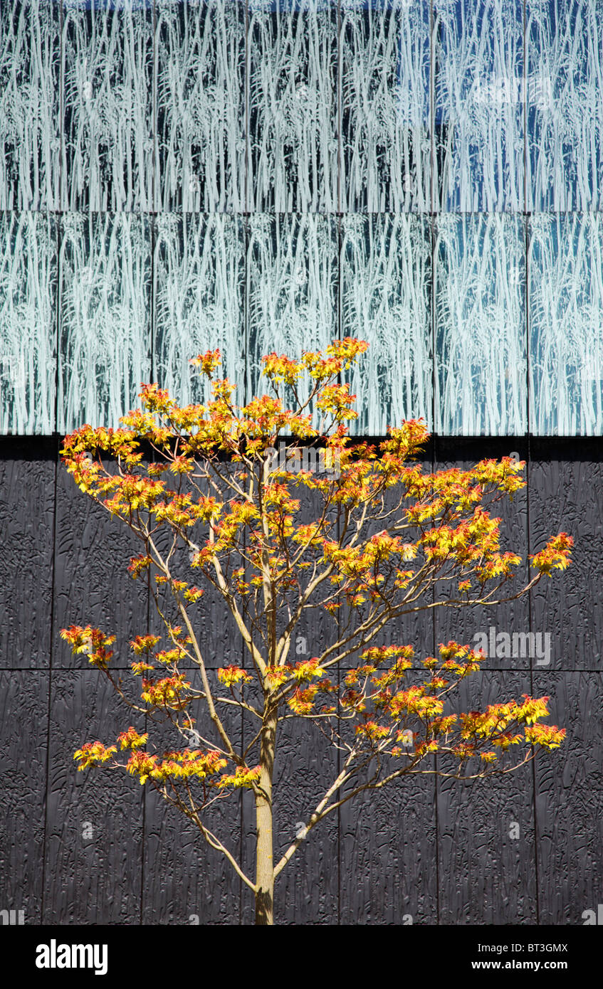 Tree in Urban Context Stock Photo - Alamy