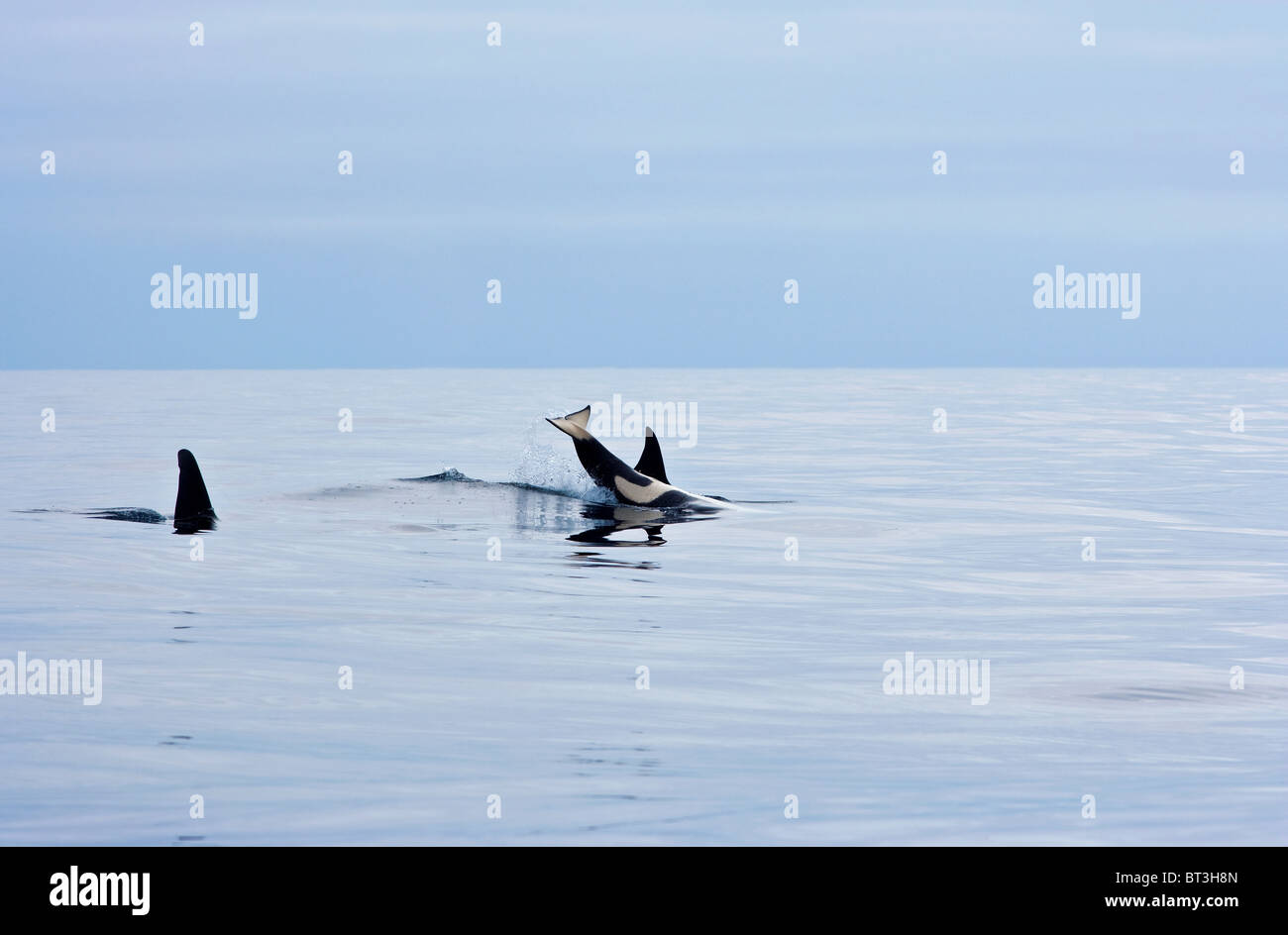 Orcas at the surface. Orca, at play, calm ocean. North Sea, Norway ...