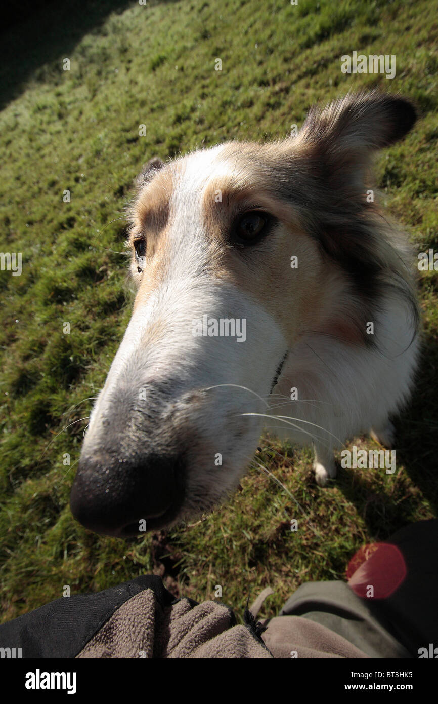 Lassie dog hi-res stock photography and images - Alamy