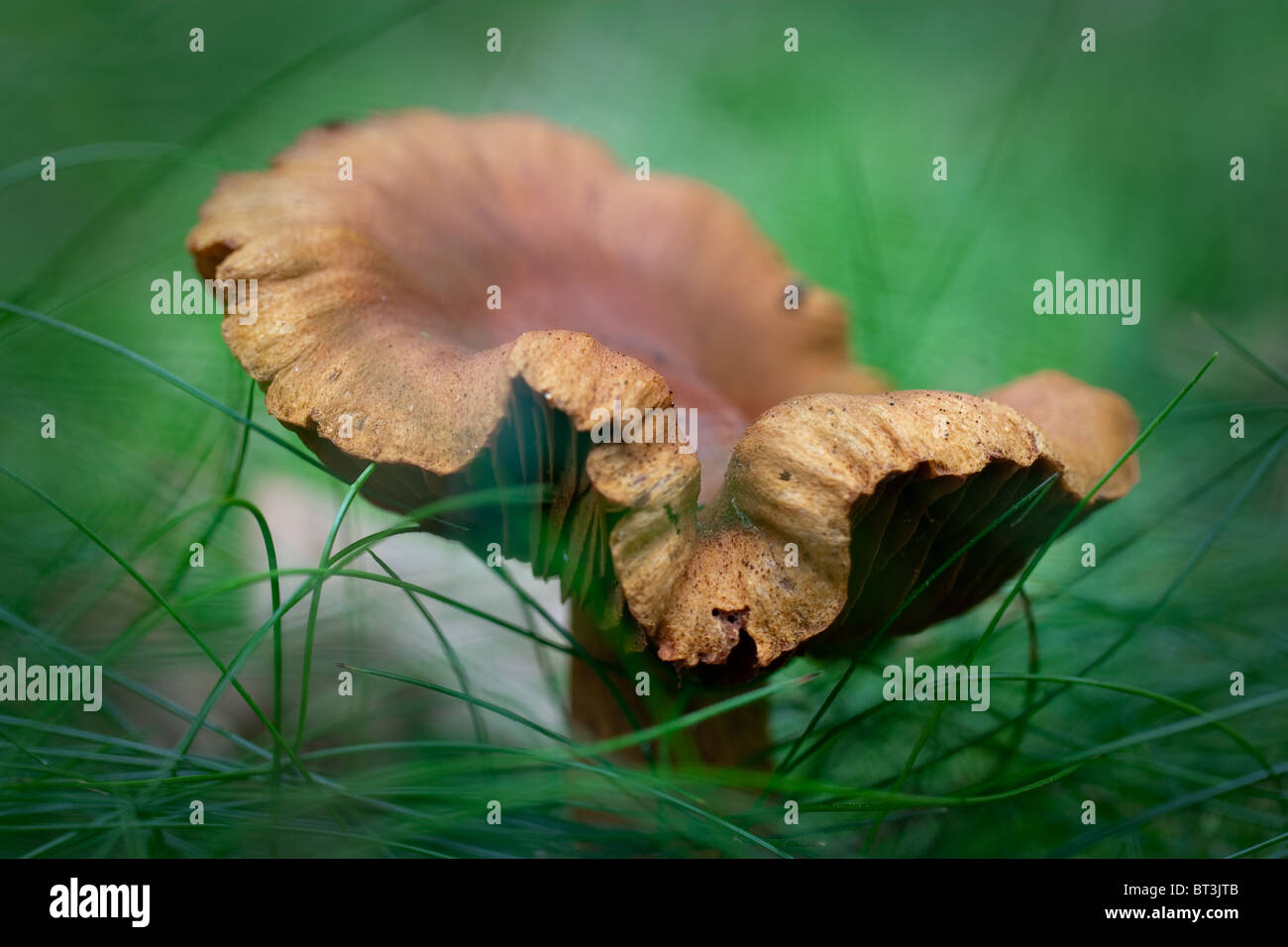 A mushroom in grass Stock Photo - Alamy