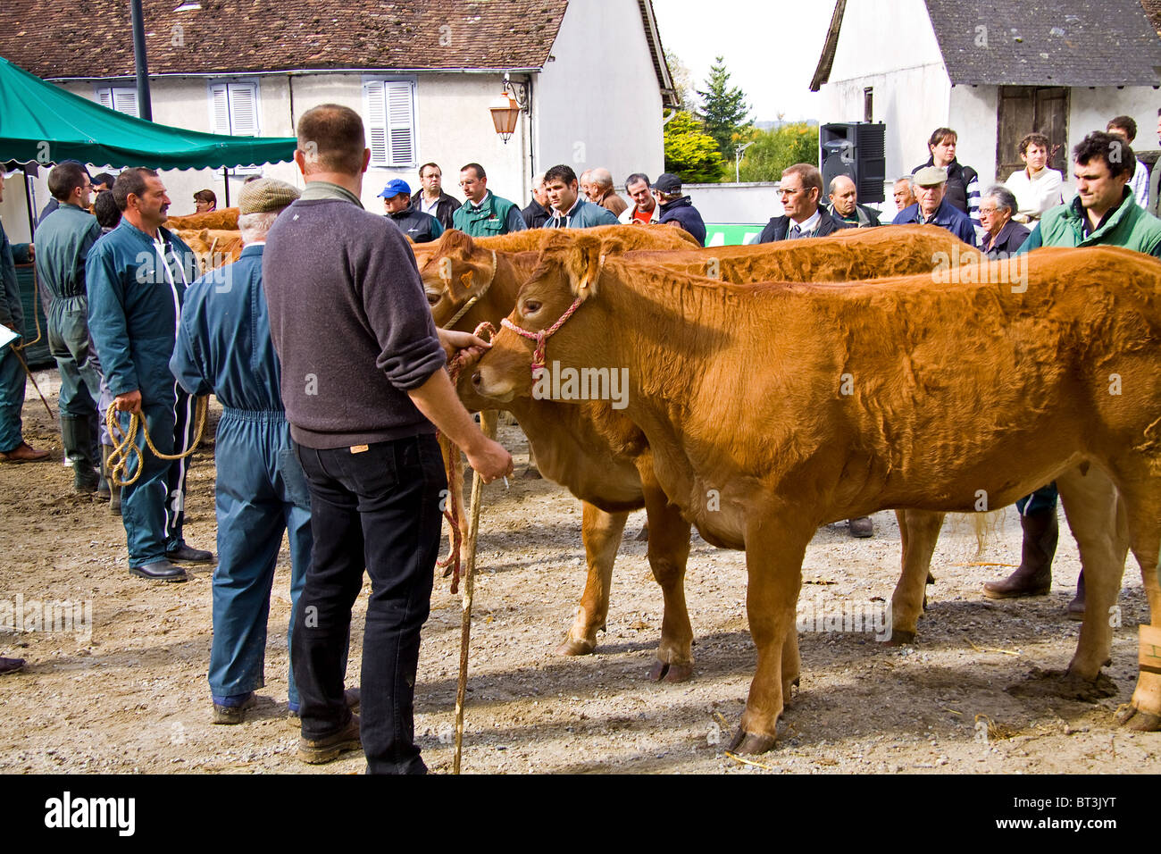 Judging bulls hi-res stock photography and images - Alamy