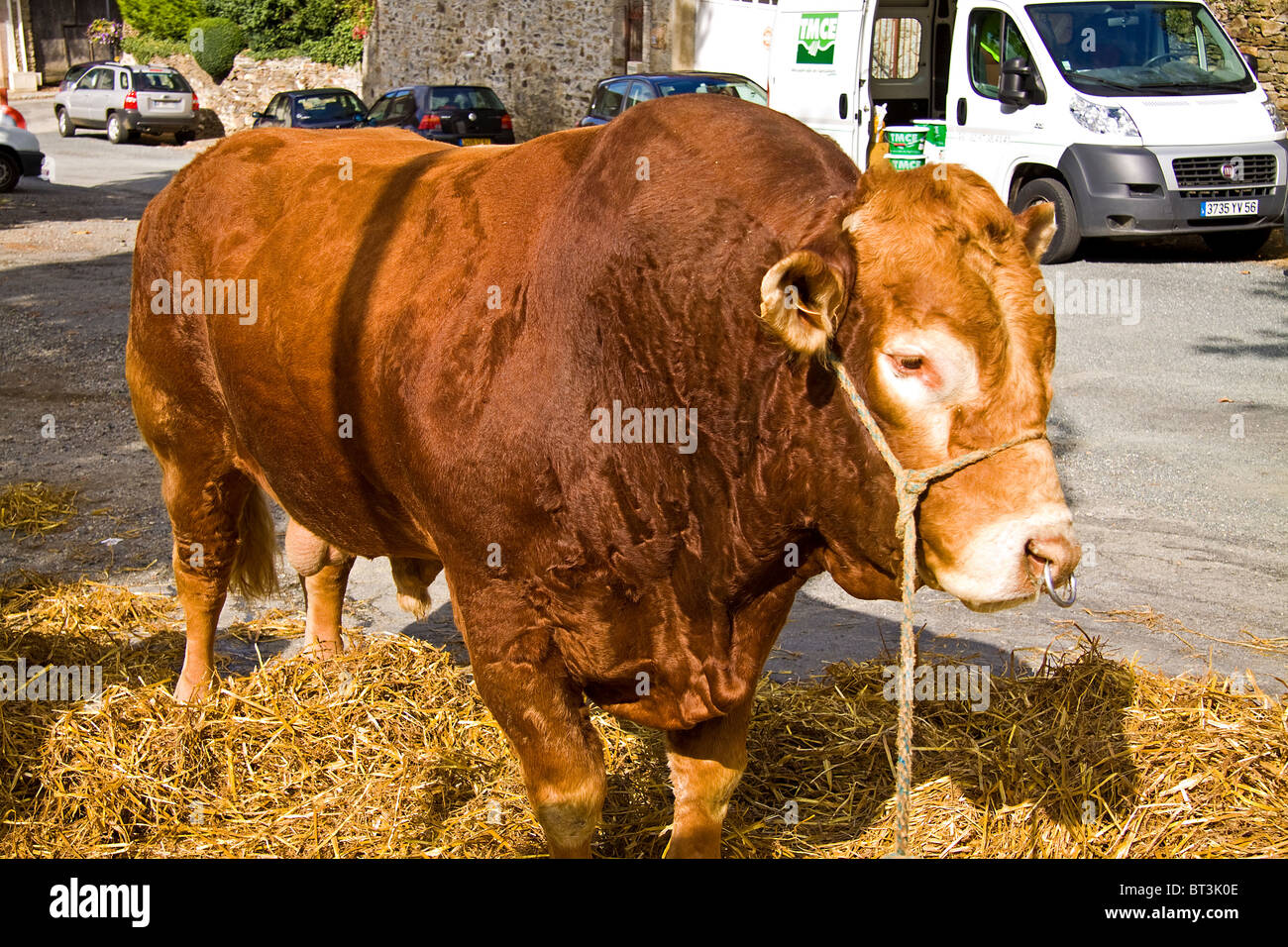 Limousin bulls hi-res stock photography and images - Alamy