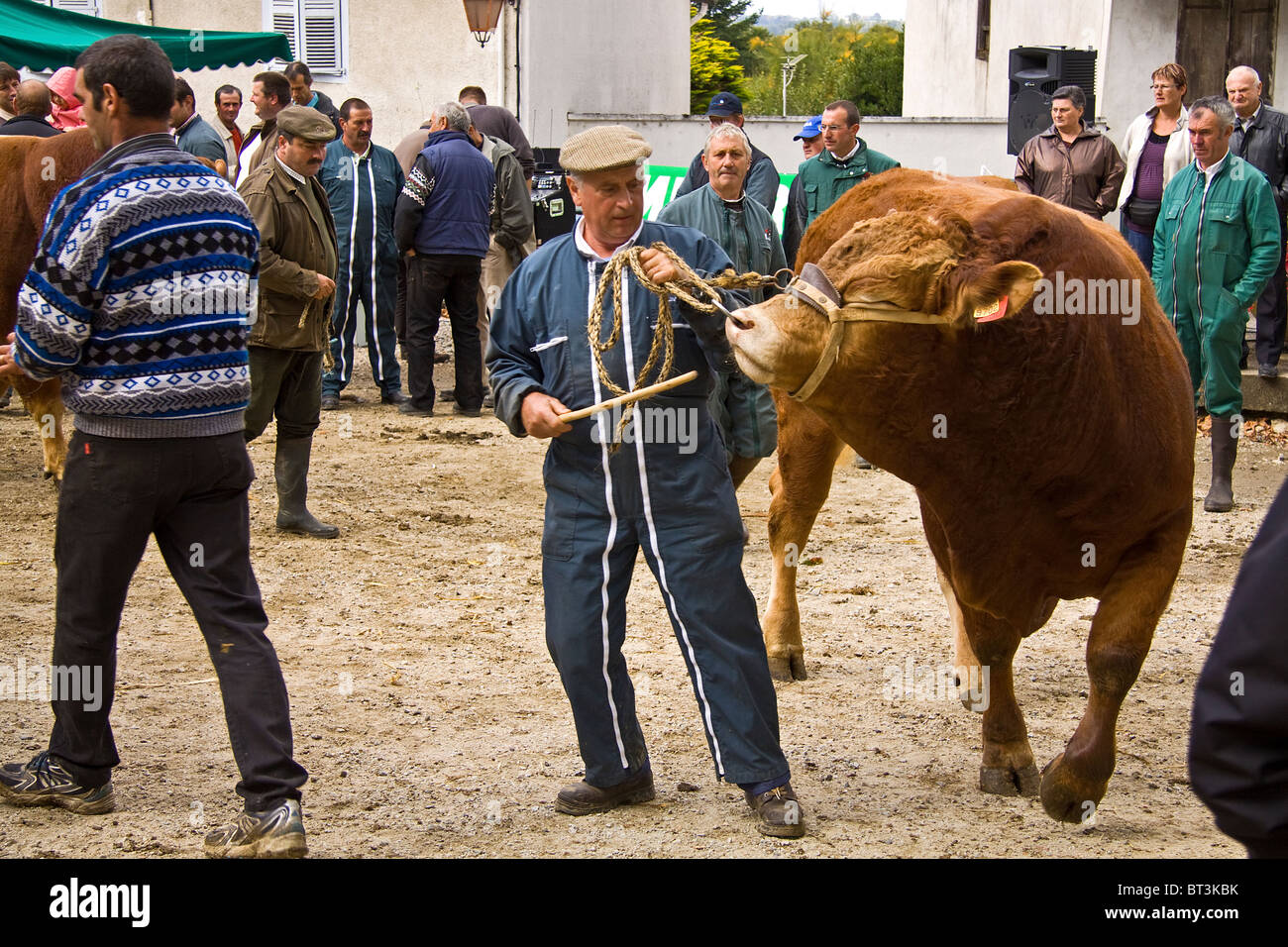 Livestock handling hi-res stock photography and images - Alamy