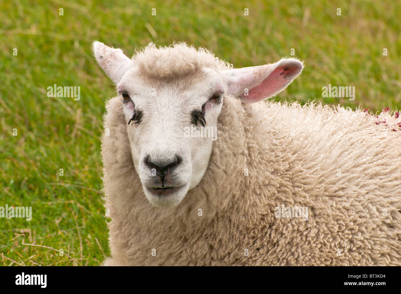 Curly sheep wool hi-res stock photography and images - Alamy