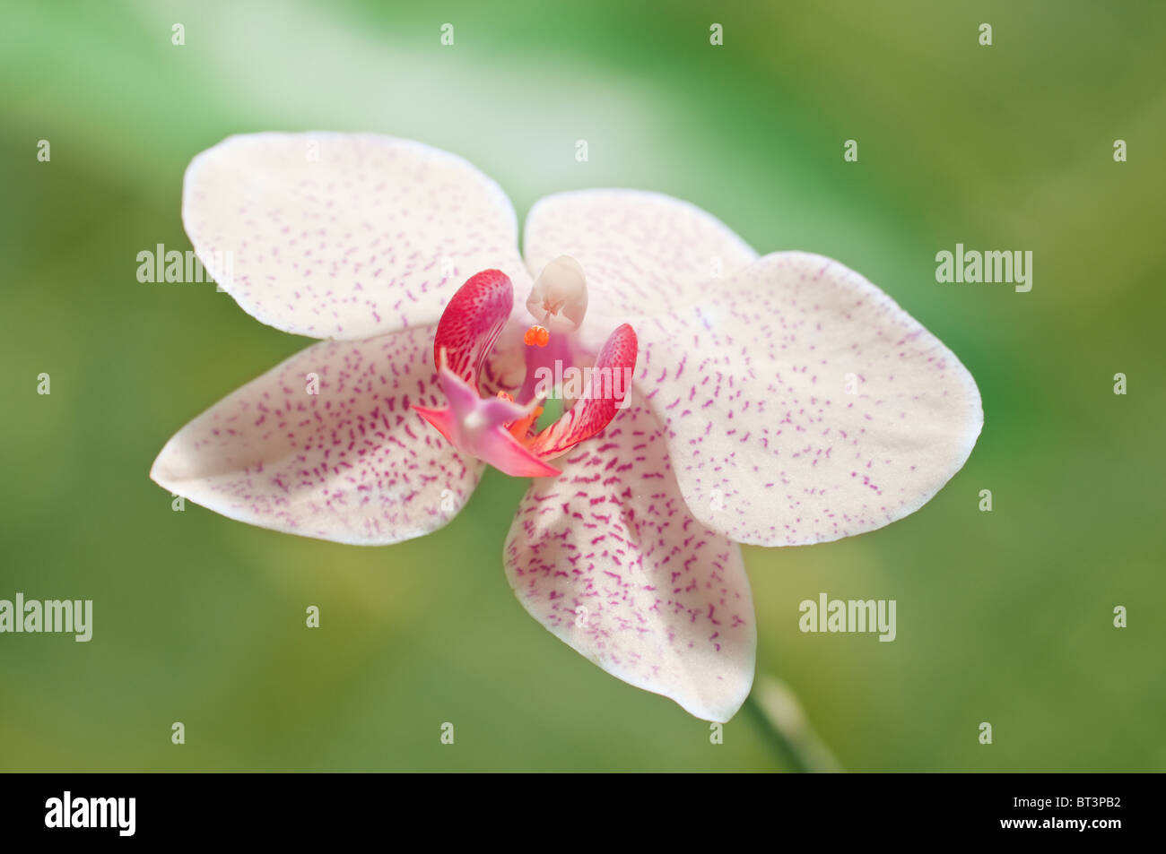 Orchid flower hi-res stock photography and images - Alamy