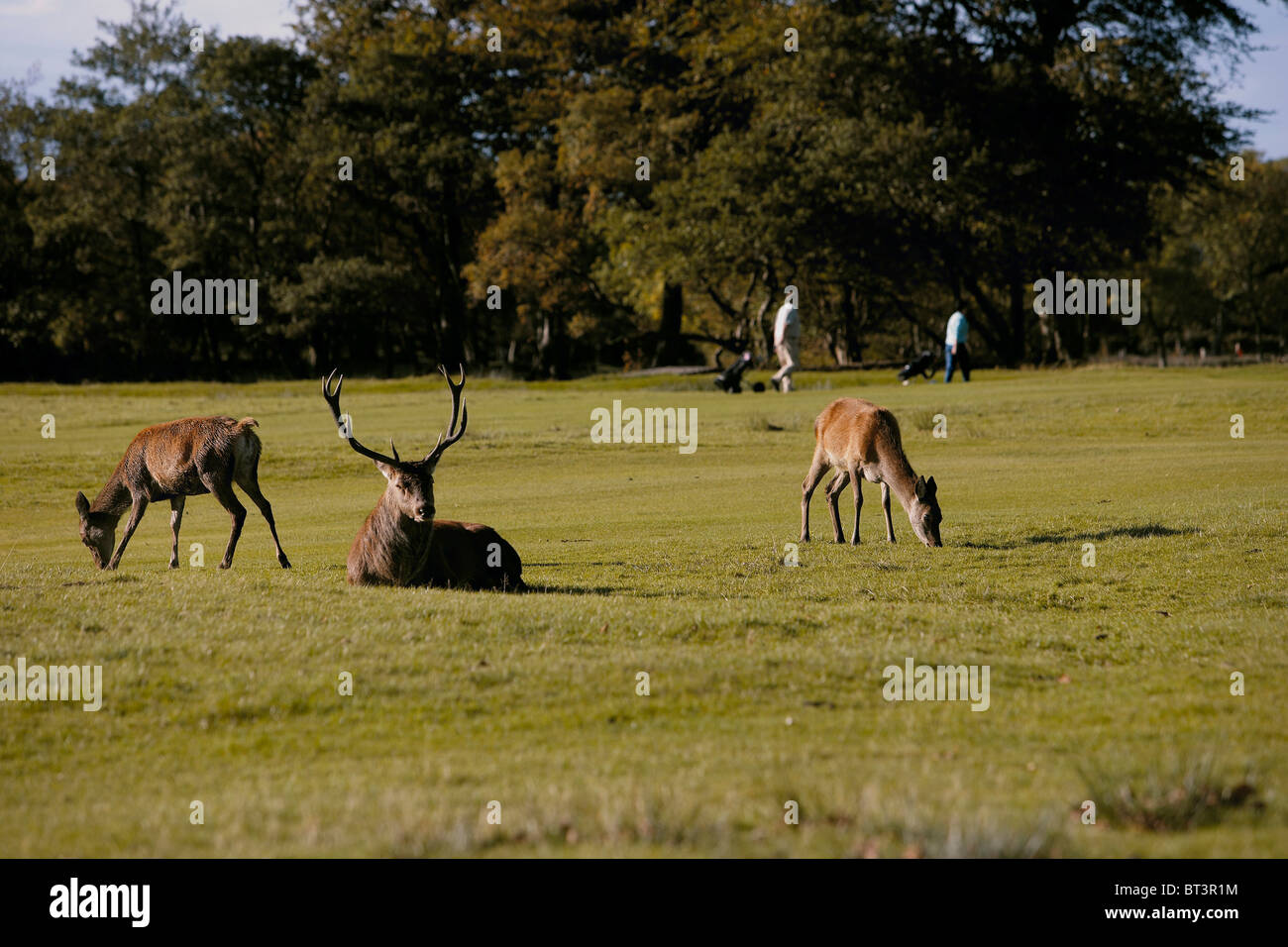 Lochranza golf course hi-res stock photography and images - Alamy
