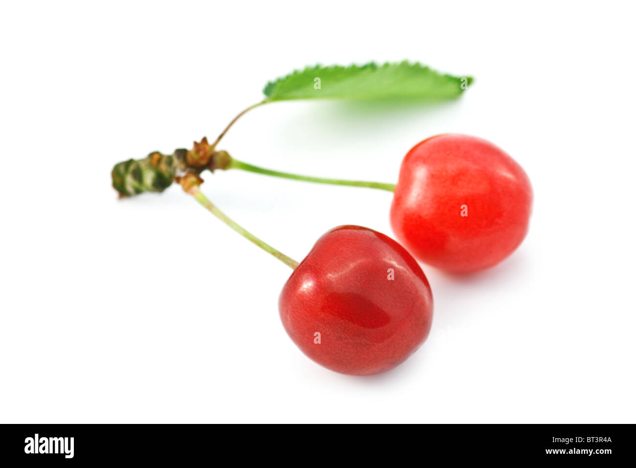 Garden isolated not plant not flower hi-res stock photography and ...