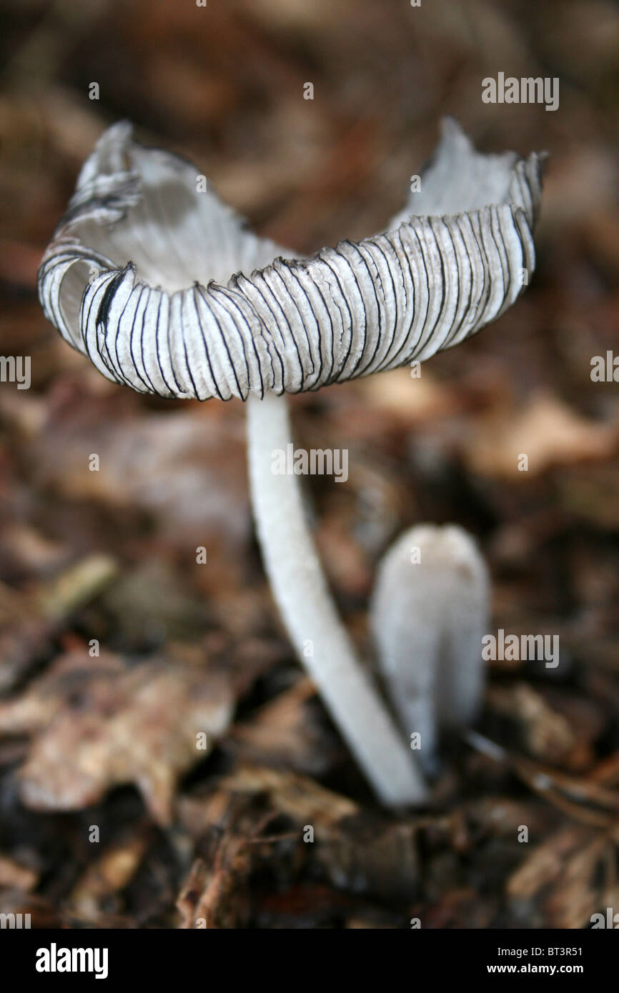 Hare's-foot Inkcap Coprinus lagopus Taken At Chambers Farm Wood ...