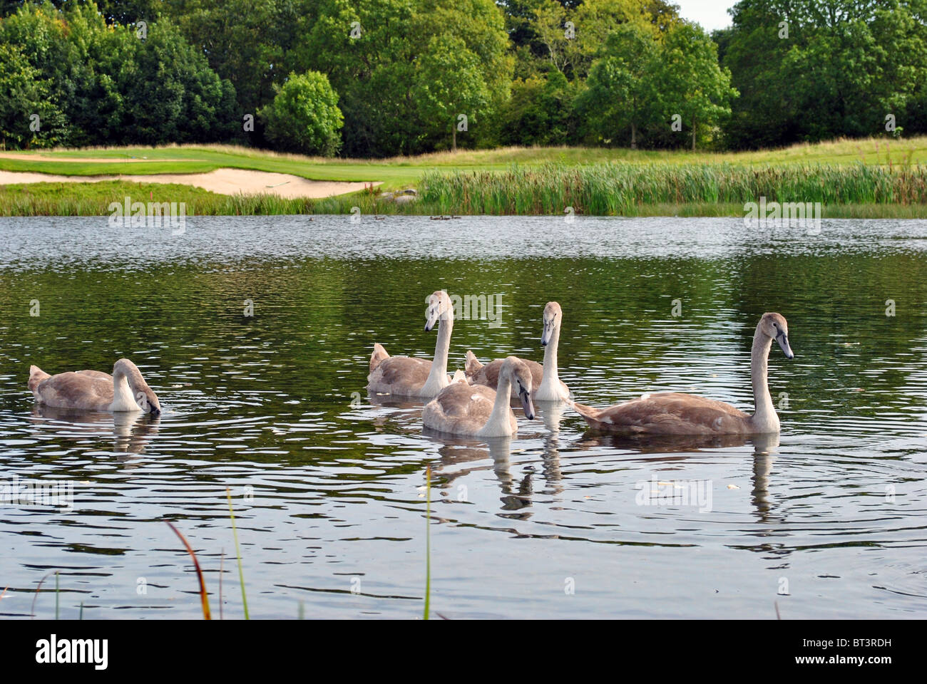 Swans beaks hi-res stock photography and images - Alamy