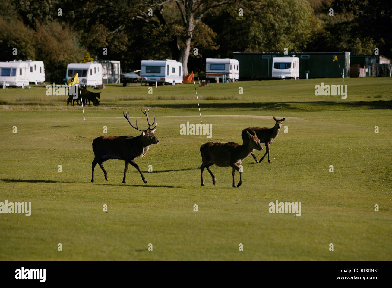 Deer on golf course hi-res stock photography and images - Alamy