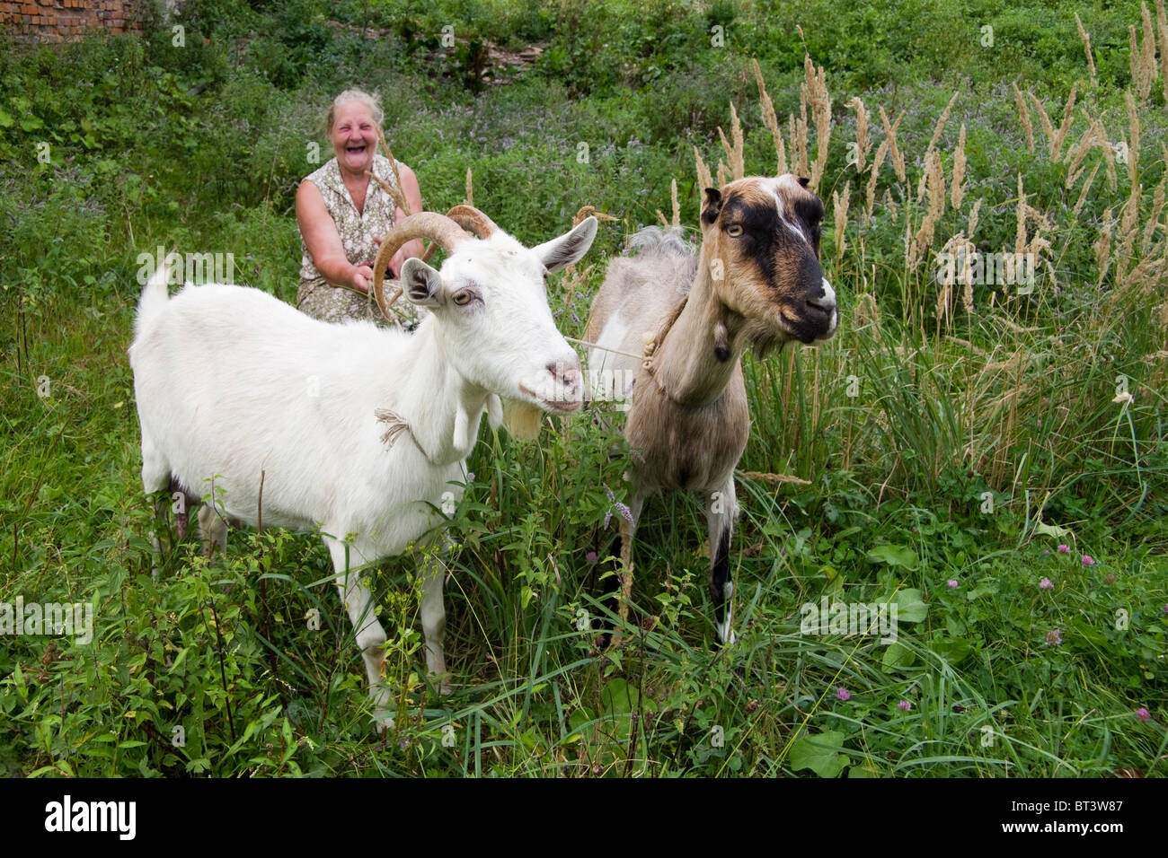 Old Woman With Goats High Resolution Stock Photography and Images - Alamy