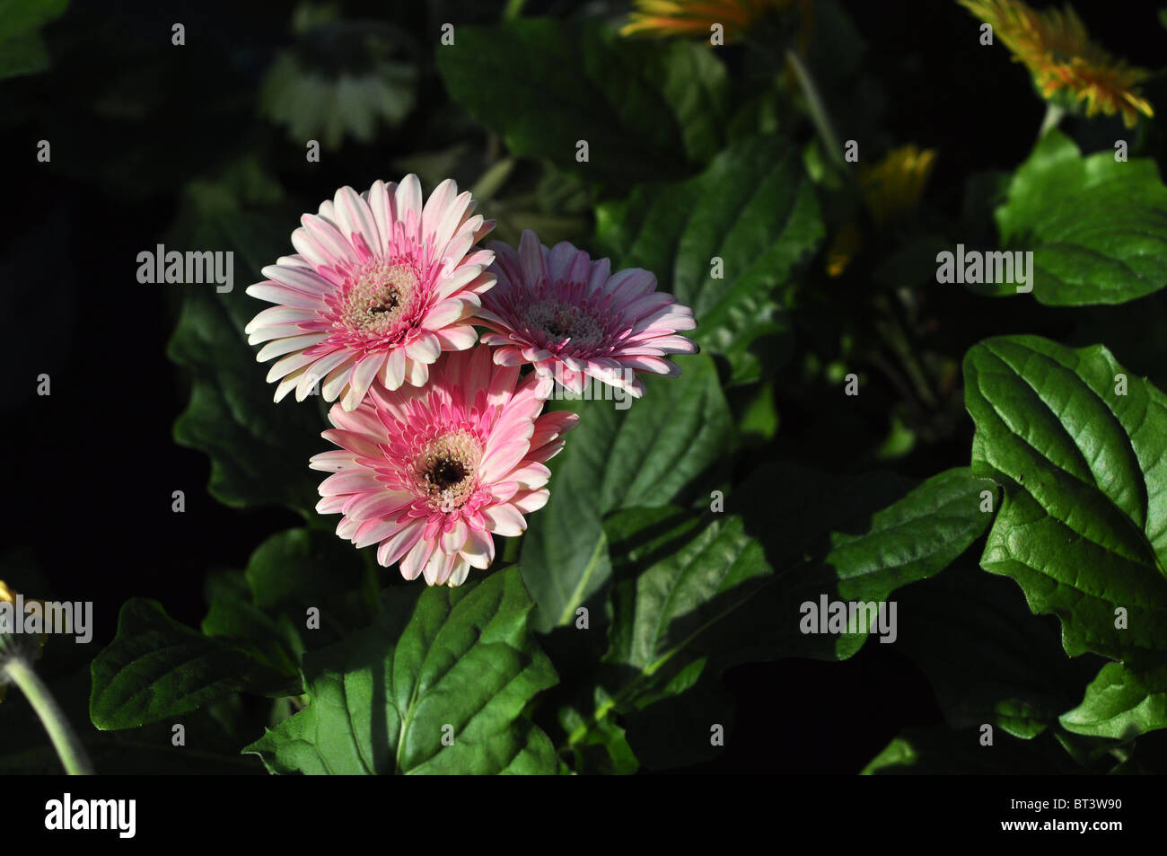pink daisy flowers Stock Photo - Alamy